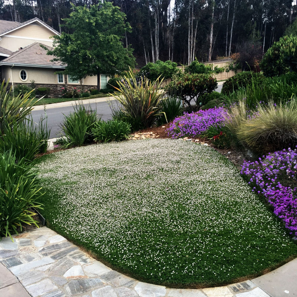 Drought Tolerant Grass and Groundcovers - California Lawn Alternatives