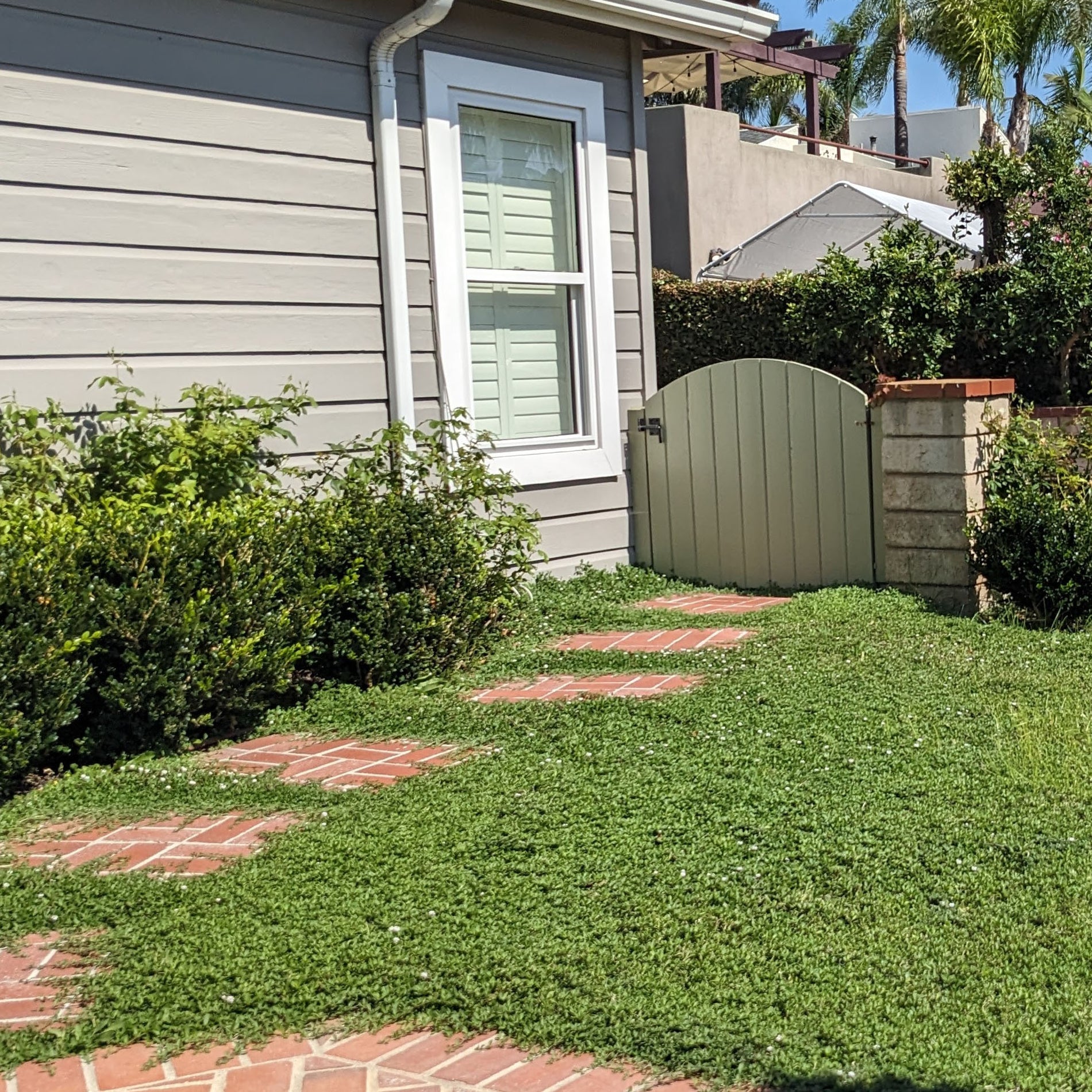 Drought Tolerant Grass and Groundcovers - California Lawn Alternatives